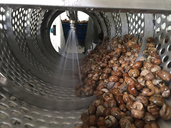 PROCESS LINE FOR LIVE SNAILS - SPL600 MODEL